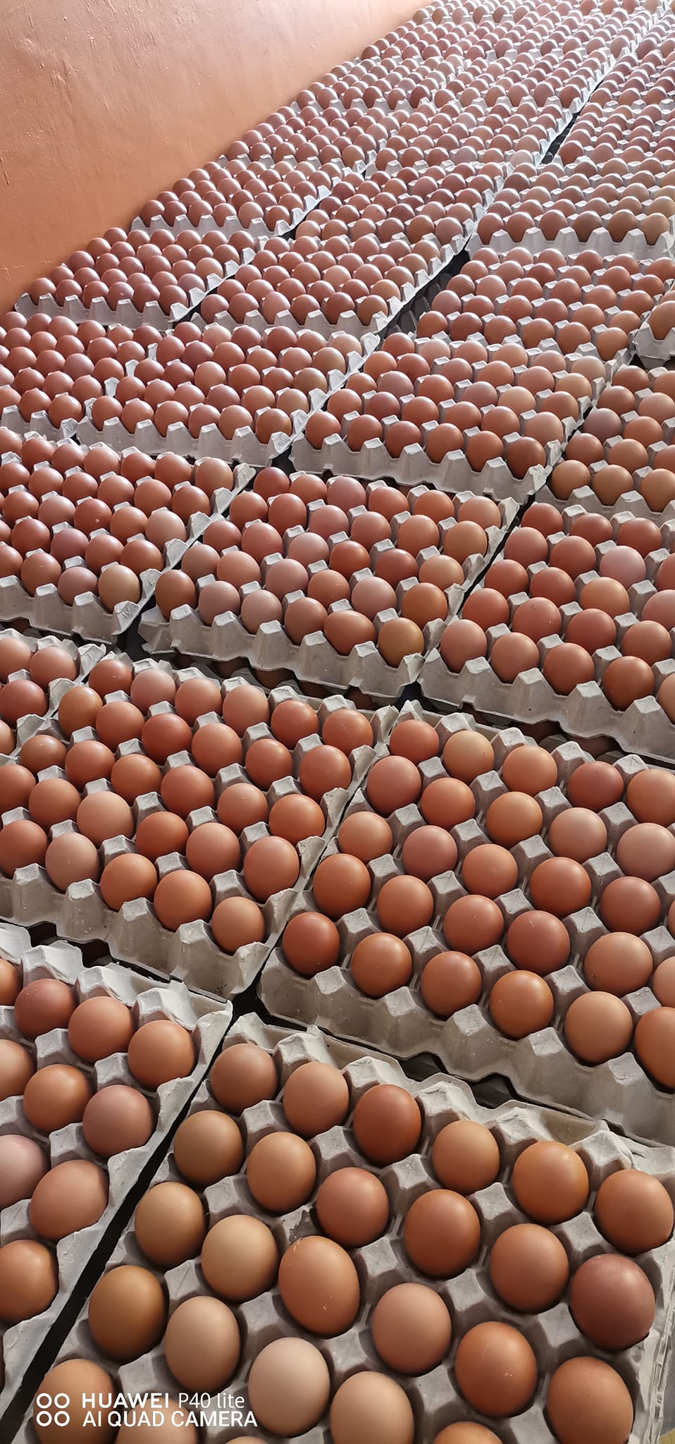 Egg Distribution | Century Welfare Association